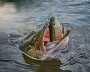 Baracuda Fishing Tackle Shop Dublin | Online Tackle Shop